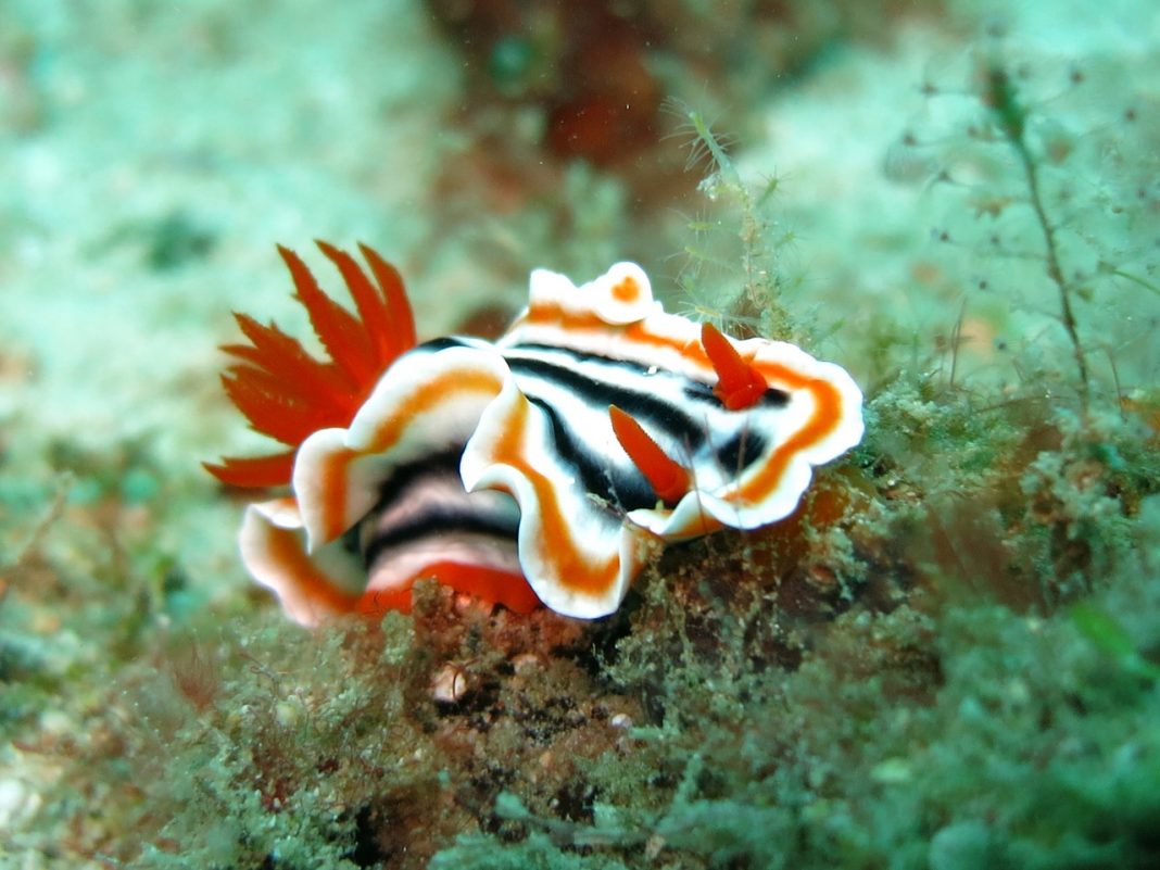 Creaturi marine ciudate. Nudibranchia: cu „plămânii” la vedere și ...