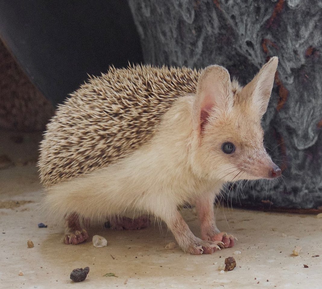 Specii de arici populare – trăsături, curiozități și distribuție