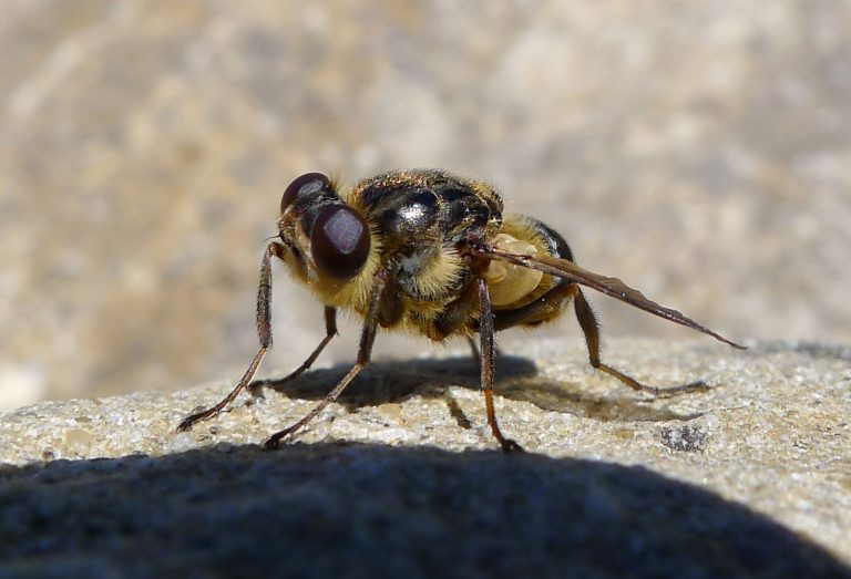 Muștele Oestridae – paraziți periculoși pentru animale