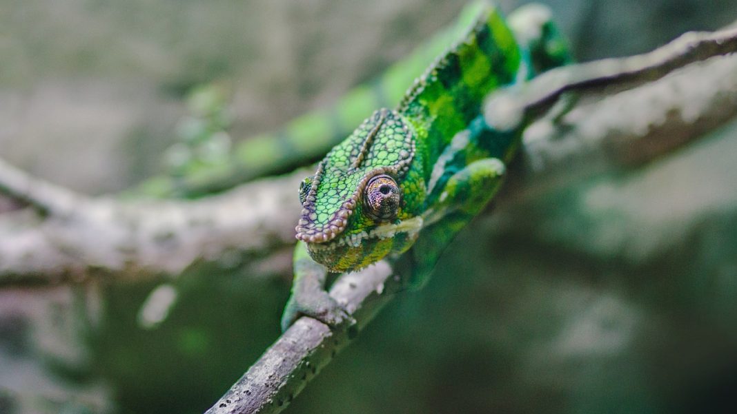 Cameleonul - caracteristicile unice ale reptilei viu colorate - Deștepți.ro