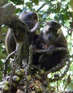 Vezi cele mai interesante maimuțe din genul Macaca - Deștepți.ro