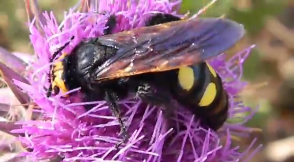 Specii de viespi-mamut din familia Scoliidae - Deștepți.ro