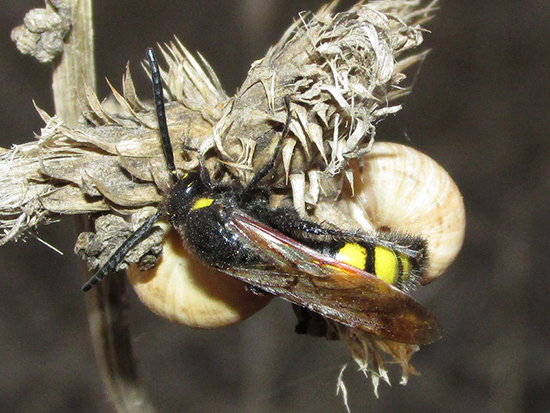 Specii de viespi-mamut din familia Scoliidae - Deștepți.ro