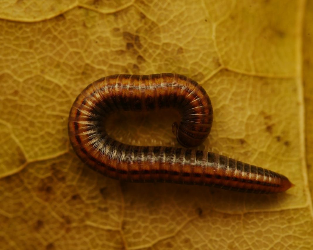 Miriapodele-cilindru Julidae, specii și curiozități