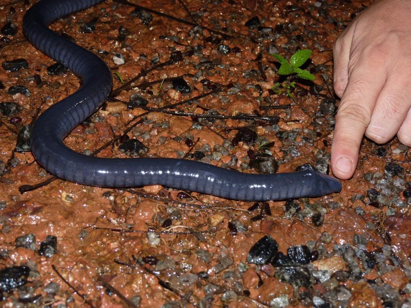 Scormonitorul lui Linne, caracteristici și habitat