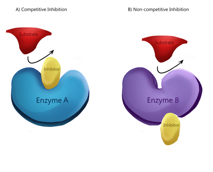 Ce sunt enzimele? – Proteinele indispensabile pentru viață - Deștepți.ro