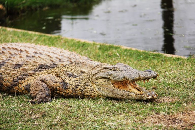 Croc City Crocodile & Reptile Park: Obiective turistice Africa de Sud ...