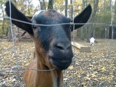 Grădina Zoologică din Timișoara: vizită în lumea animalelor