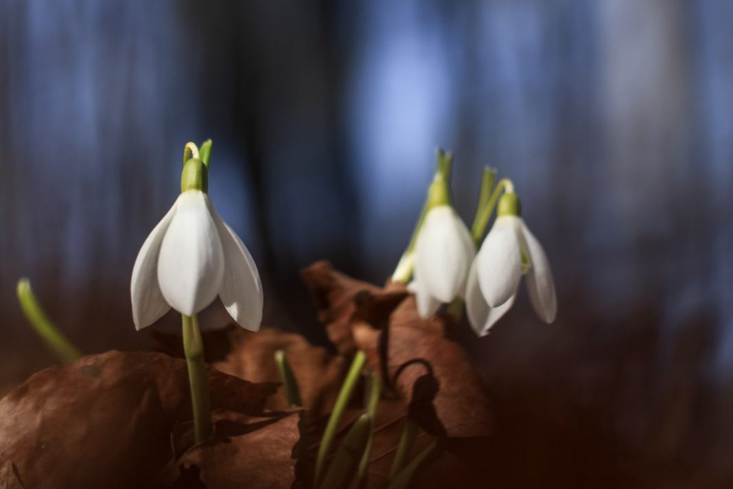 FEBRUARIE: Originea și semnificația lunii dezvăluite