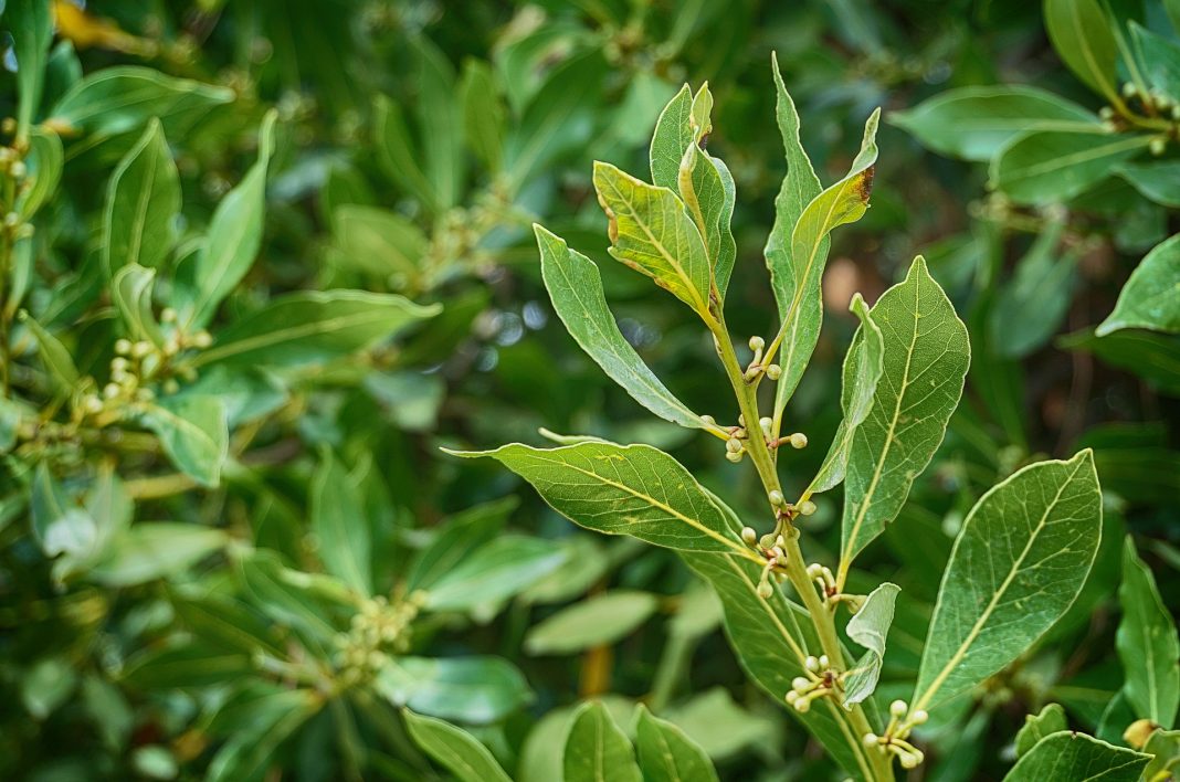 Laur (Laurus nobilis) – cuvânt, semnificaţie şi simbol