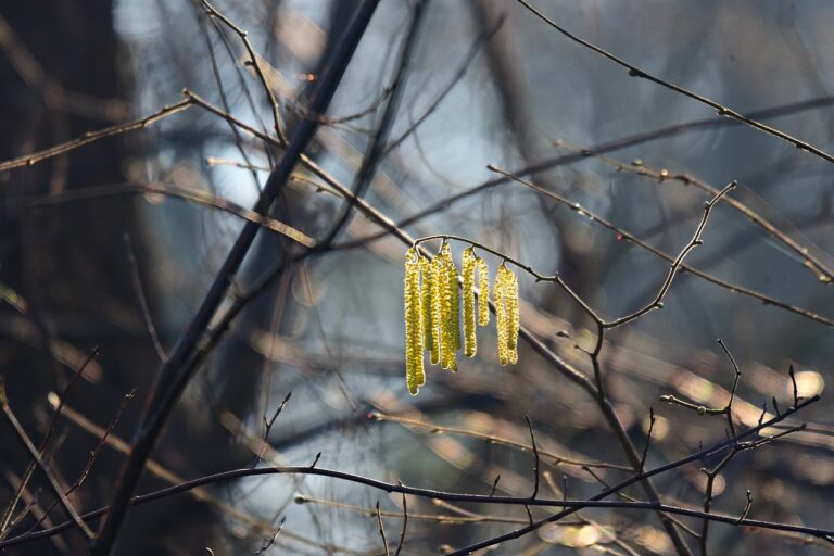 Februarie (Făurar) – semnificaţii, simboluri, tradiţii - Deștepți.ro